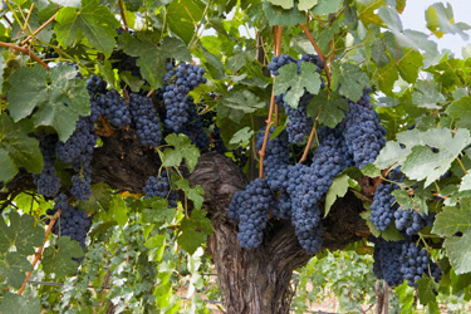 Didžiausias Italijos vyno regionas – Pjemontas - Delfi gyvenimas