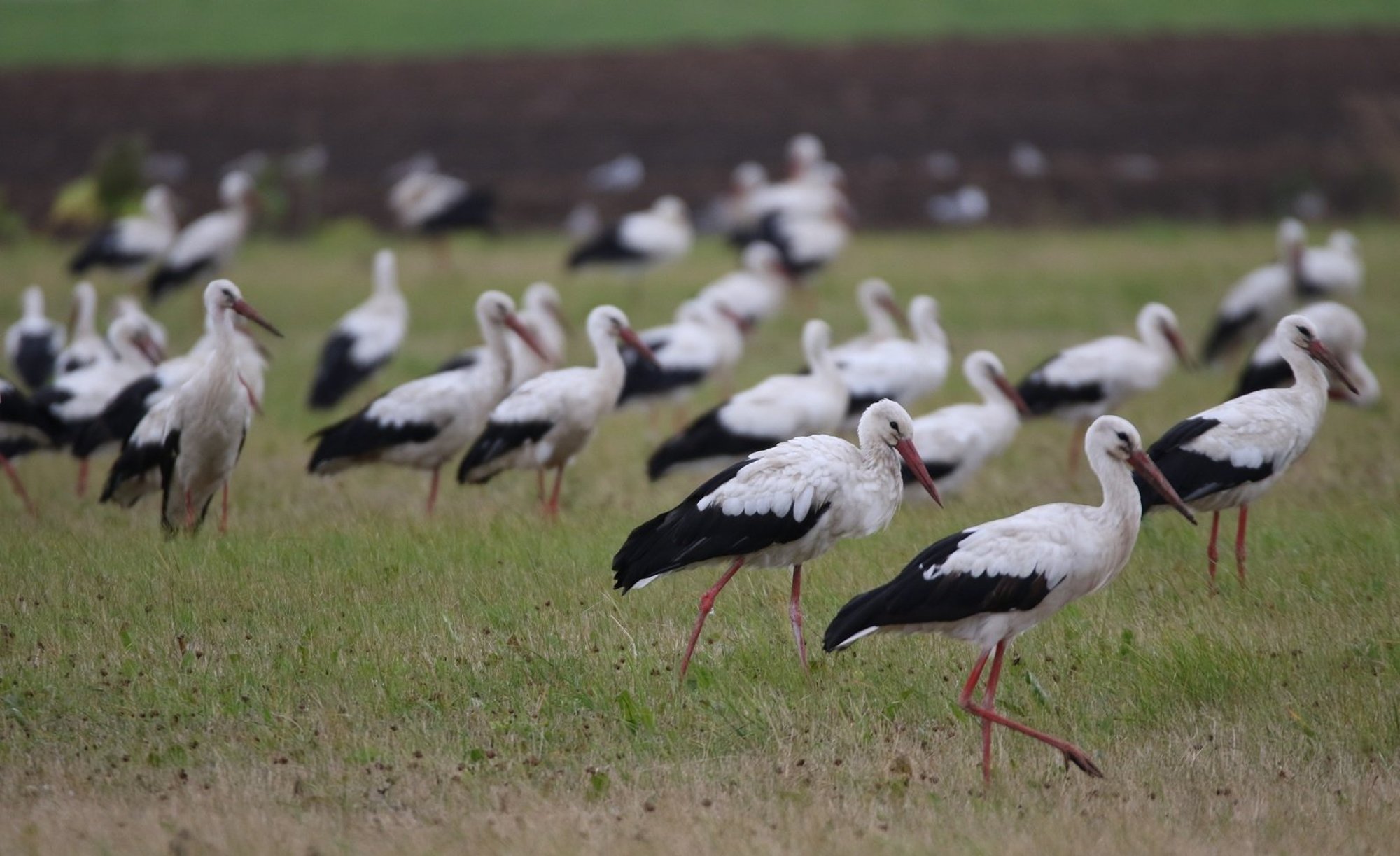 Atsisveikiname su gandrais: vėl juos išvysime tik kitą pavasarį - Delfi ...