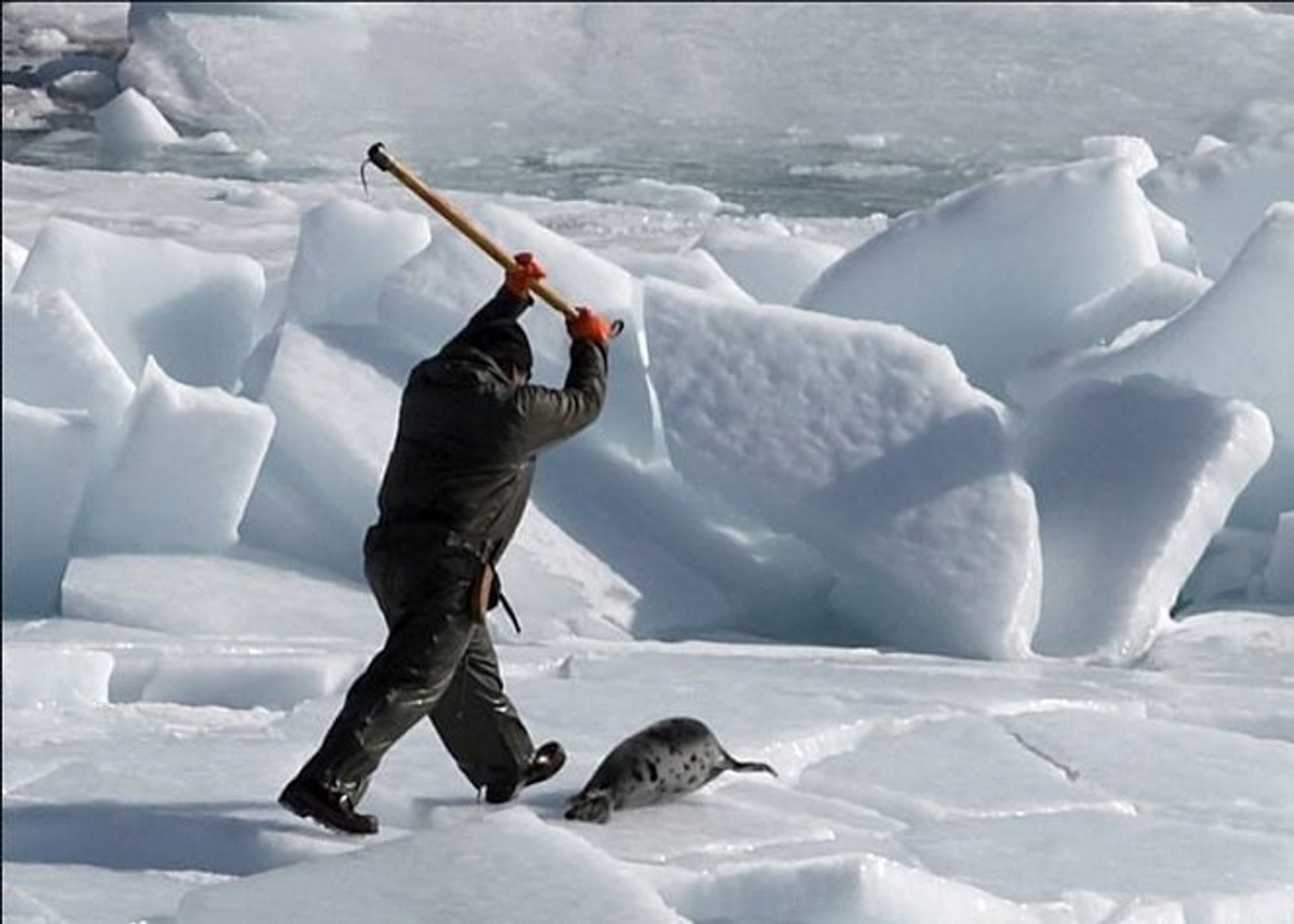 Ar turi ruoniai teisę gyventi Baltijos jūroje? - Delfi grynas