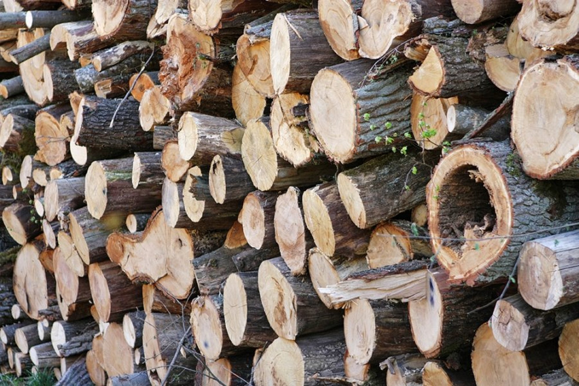 Miškuose mažėja neteisėtų kirtimų - Delfi grynas