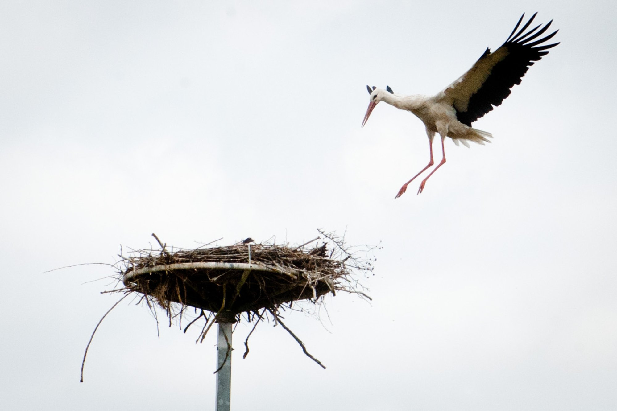 Į Lietuvą grįžo gandrai: 10 stebinančių faktų, kurie šį paukštį privers ...
