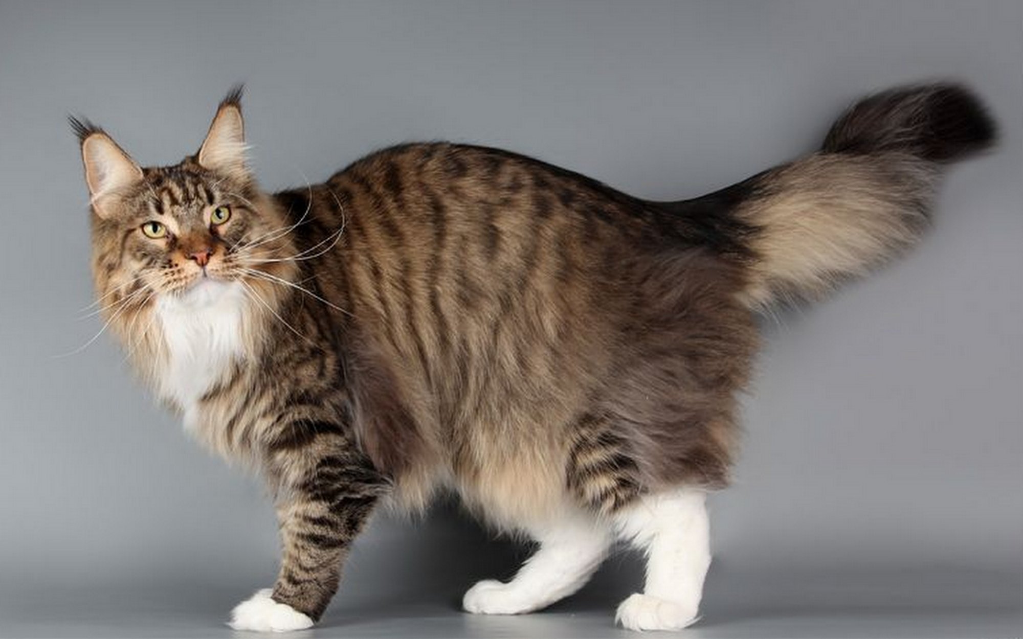 Kaip katės uodegos padėtis išduoda jos emocijas - Letena.lt