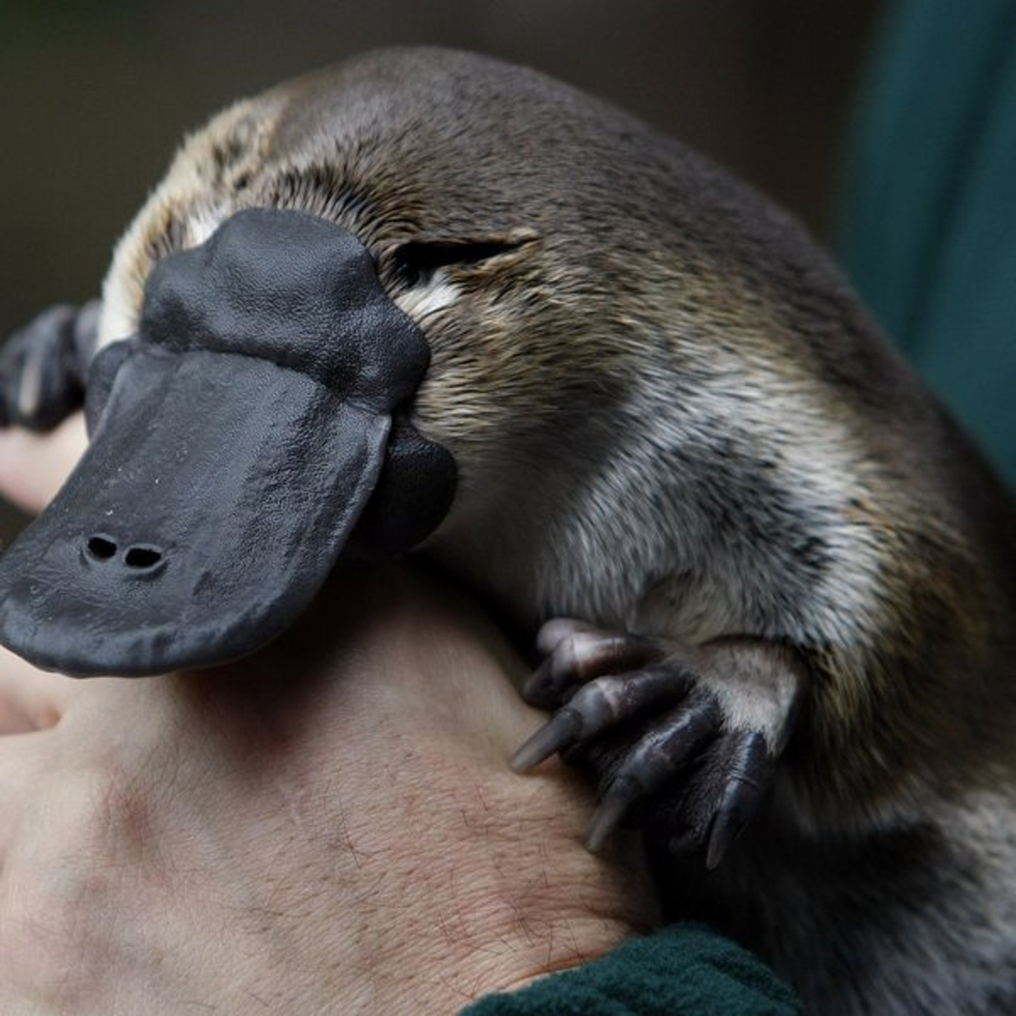 Ančiasnapis turi nuodingus pentinus - Delfi grynas