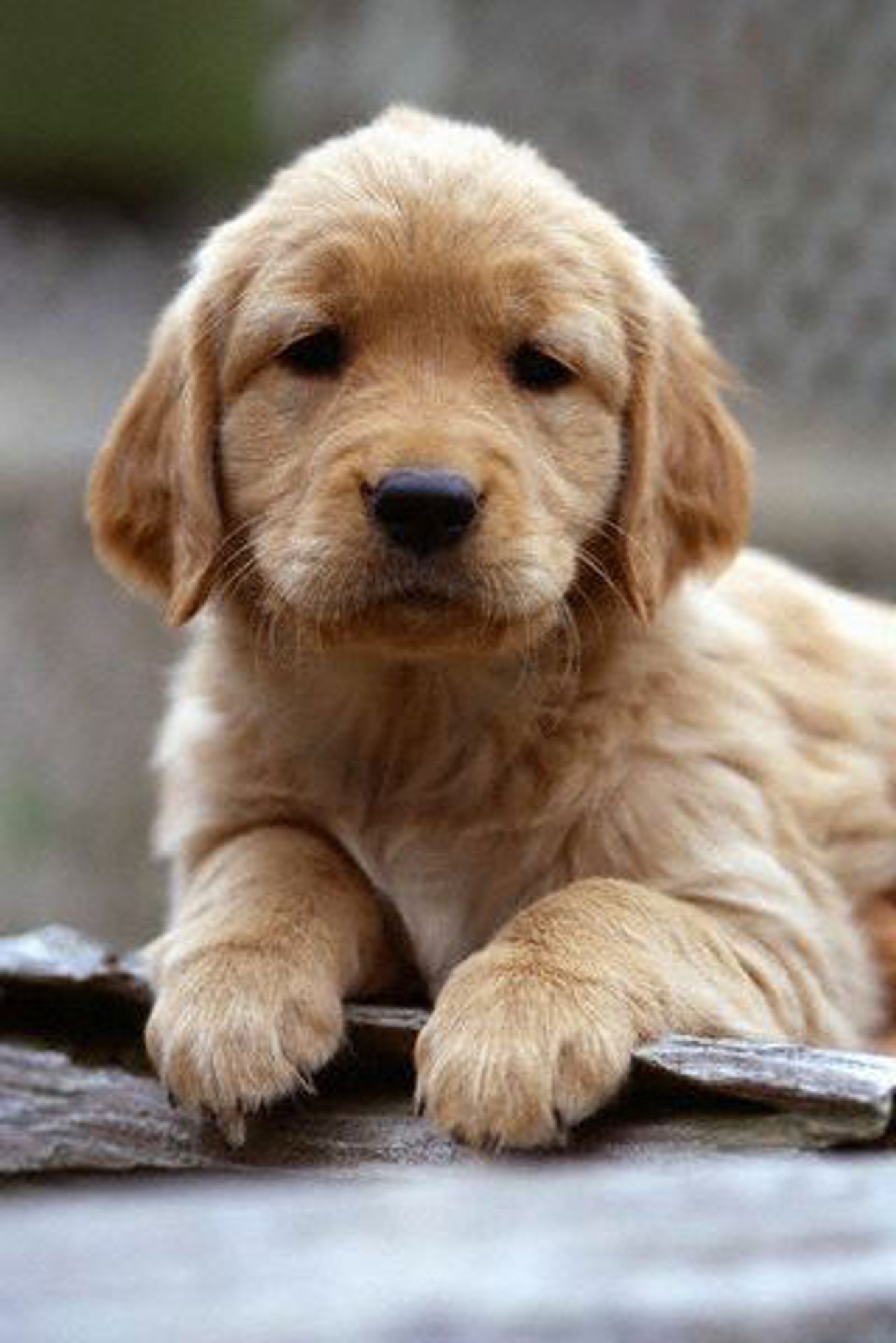 Šiaulių apskrityje padaugėjo gyvūnų pasiutligės židinių - Delfi sveikata