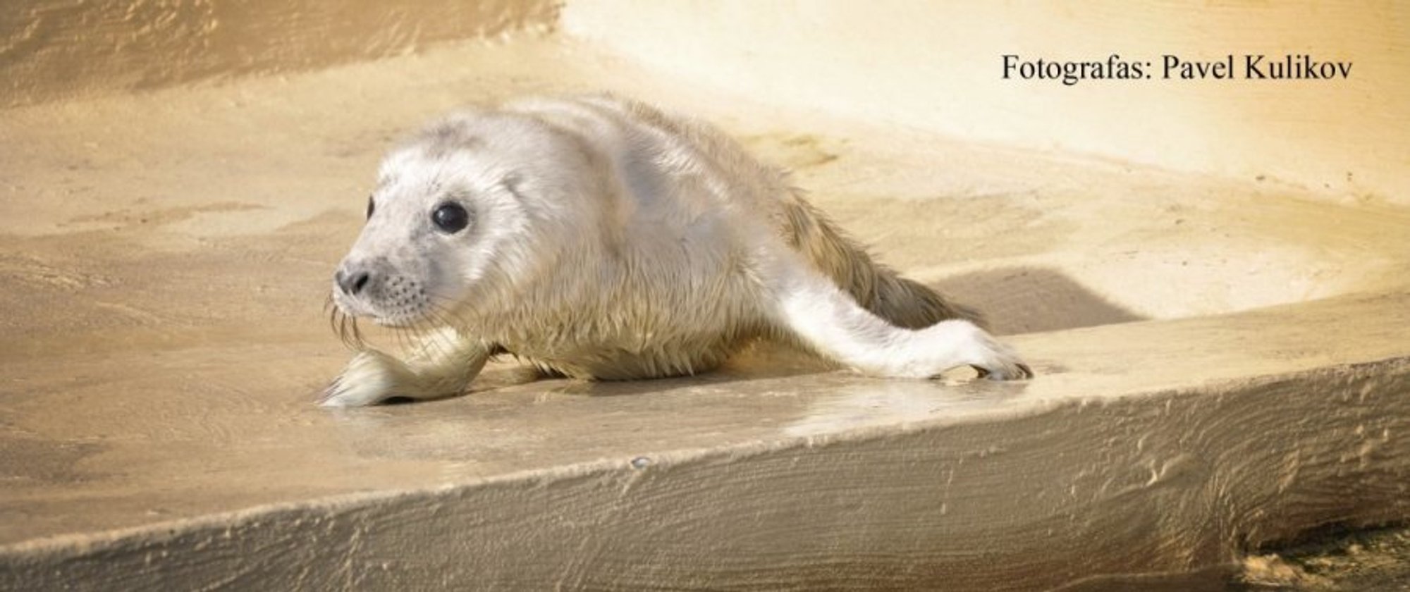 Jūrų muziejaus ruoniukui – vėjo vardas - Delfi grynas