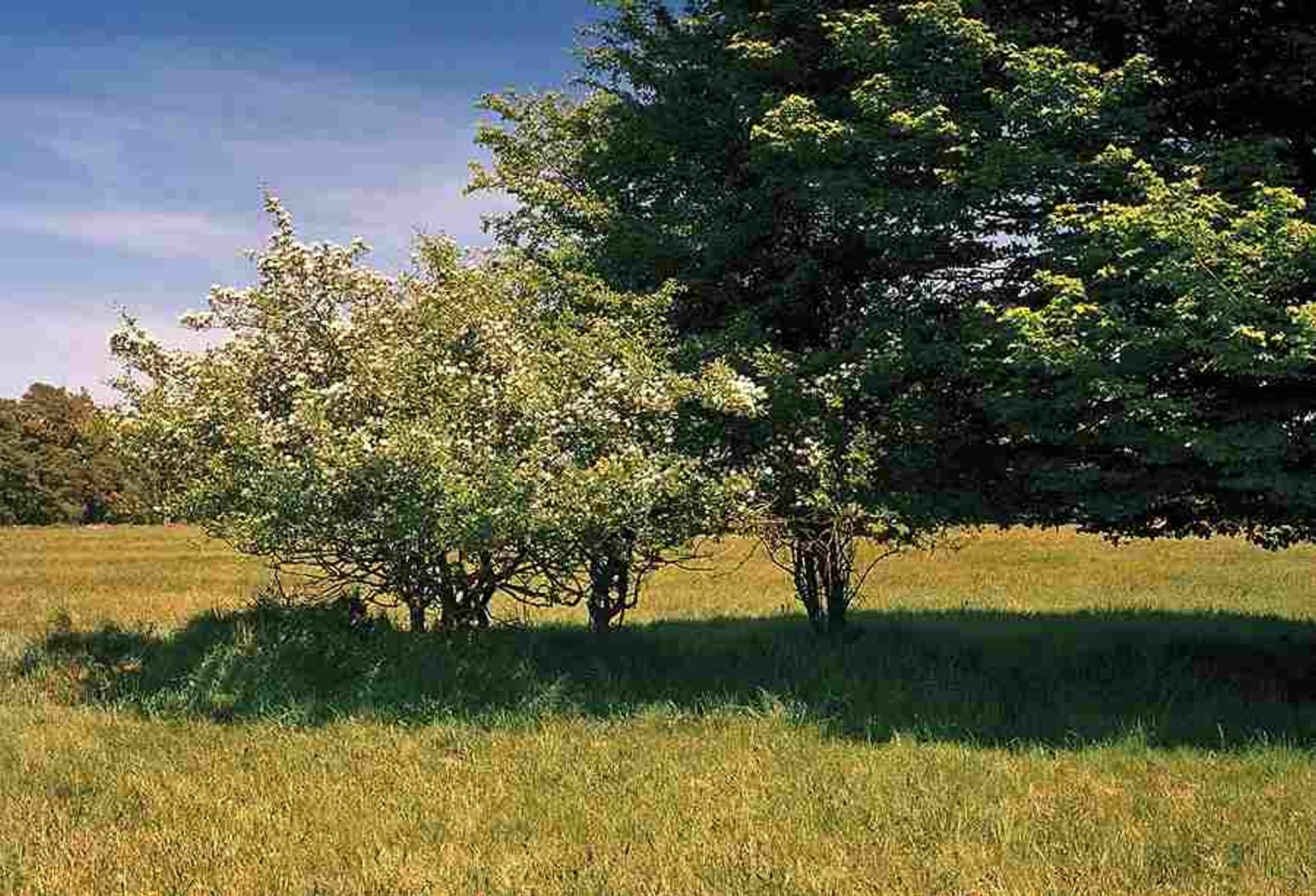 Optinė iliuzija: ar per 15 sekundžių surasite snaiperį, besislepiantį ...