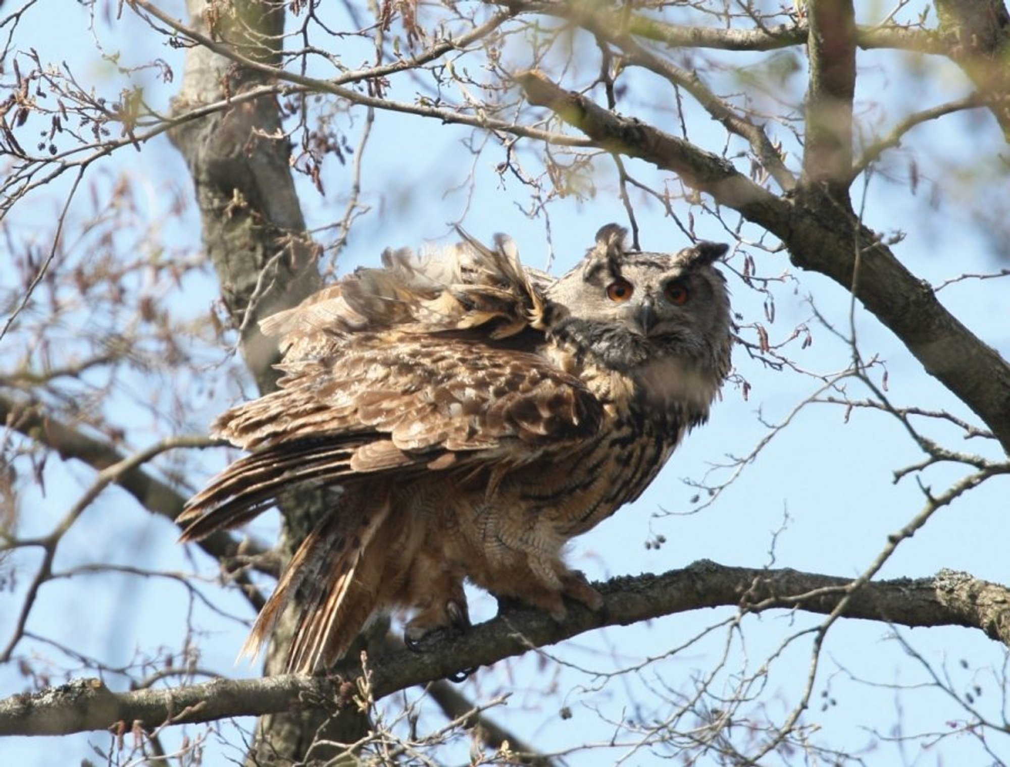 Dėl apuoko atakų žmonės bijo išeiti iš namų - Delfi grynas