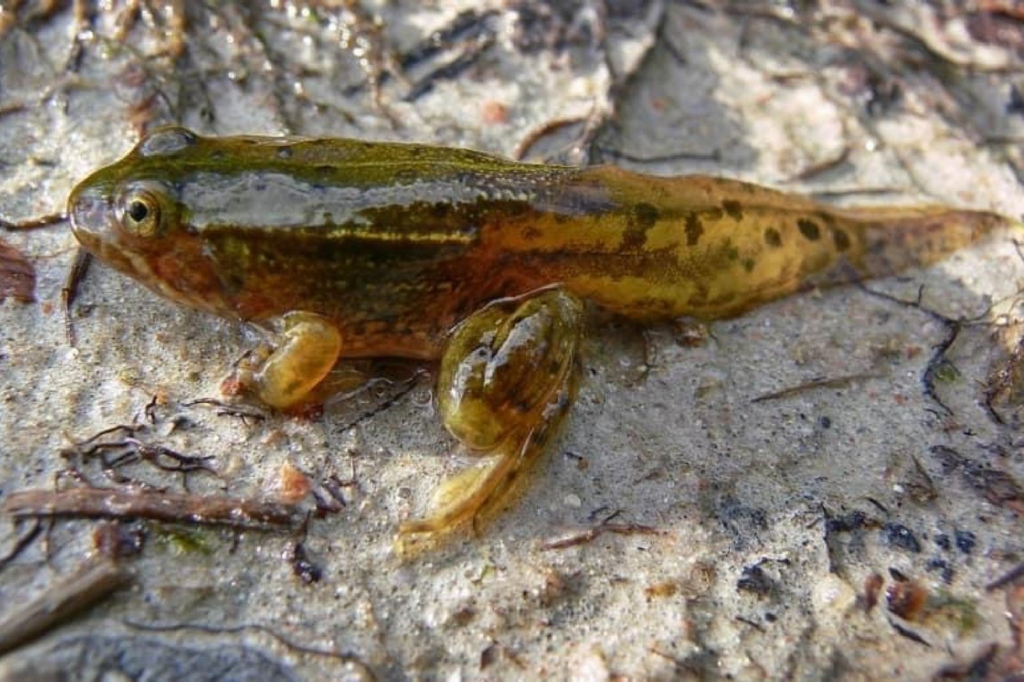 Nei žuvis, nei varlė: tokį padarą išvysti pasiseka labai retai - Delfi ...