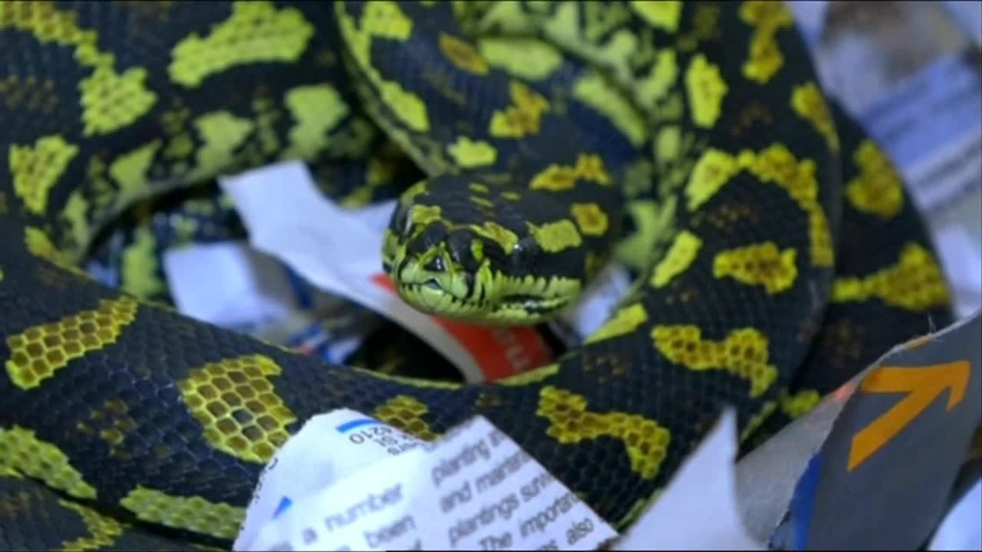 Pitonas traukinyje: Australijos policija konfiskavo baugios išvaizdos ...