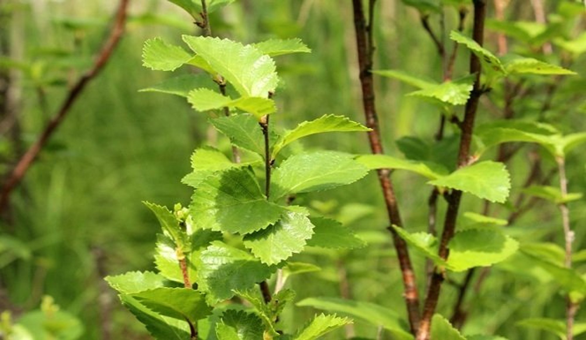 Krekenavos regioniniame parke - reti augalai - Delfi grynas