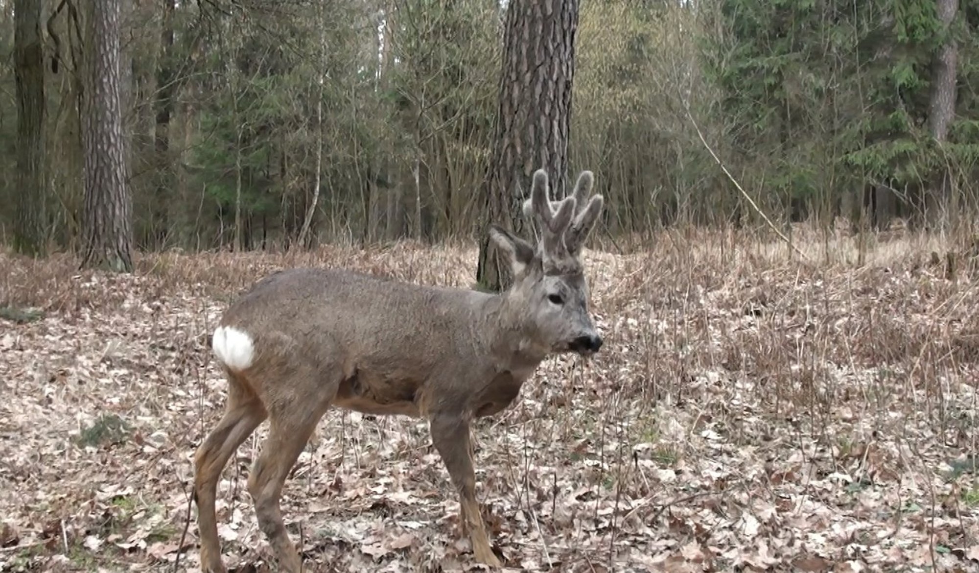 Stirnos patinas gyvens naujuose namuose - Delfi grynas